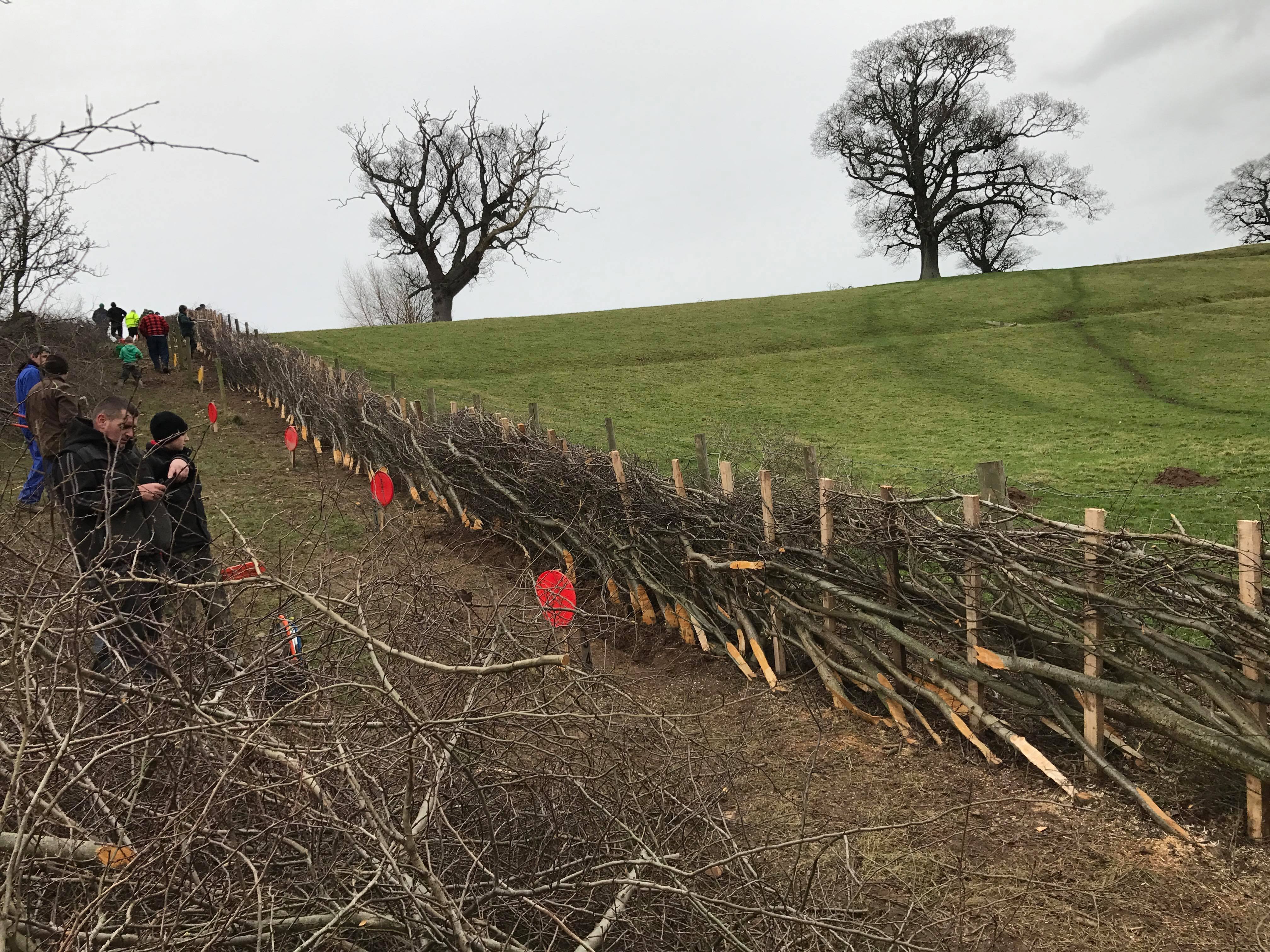 Pandy Tudur hedgelaying competition 2017 (1)
